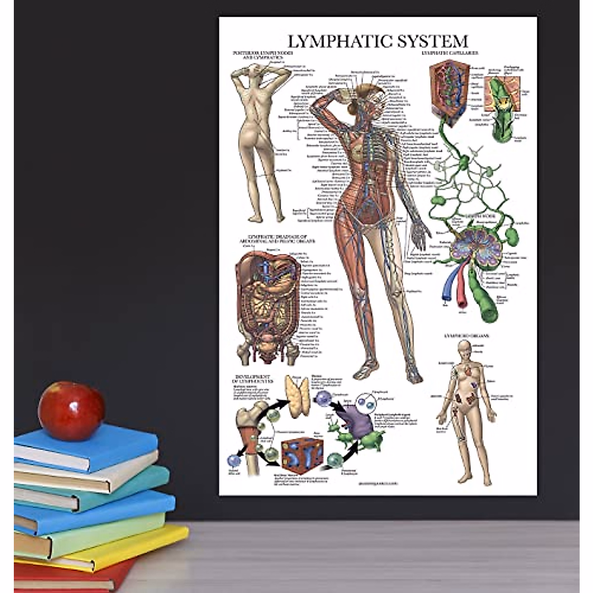 Palace Learning Laminated Lymphatic System Anatomical Poster - Lymphatic Anatomy Chart - 18" x 24"