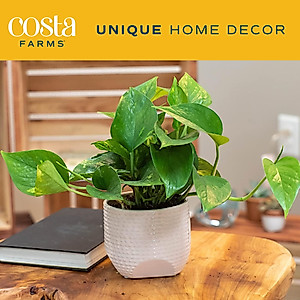 Costa Farms Pothos Live Plants (2-Pack), Easy Care Vining Live Indoor Houseplants, Air Purifier Trailing Plants Potted in Nursery Pots, Potting Soil, Gift for Office and Home Decor, 8-Inches Tall