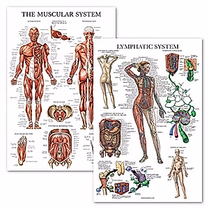 Palace Learning 2 Pack - Muscular System Anatomical Poster + Lymphatic System Anatomy Chart