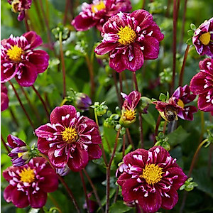 Votaniki Collarette Impression Fantastico Dahlia Bulbs - Large Blooms, Double Petals Dahlia Flower Bulbs, Perfect for Summer Gardens - Easy to Grow (1 Pack)