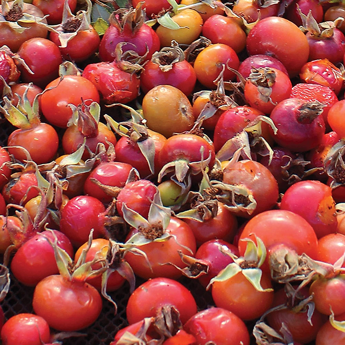 Frontier Co-op Organic Cut & Sifted Seedless Rosehips 1lb