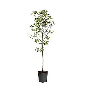Brighter Blooms - Dwarf Yellow Delicious Apple Trees, 5-6 ft. - One of The Country’s Most Popular Apples - No Shipping to AZ, ID, OR, or CA