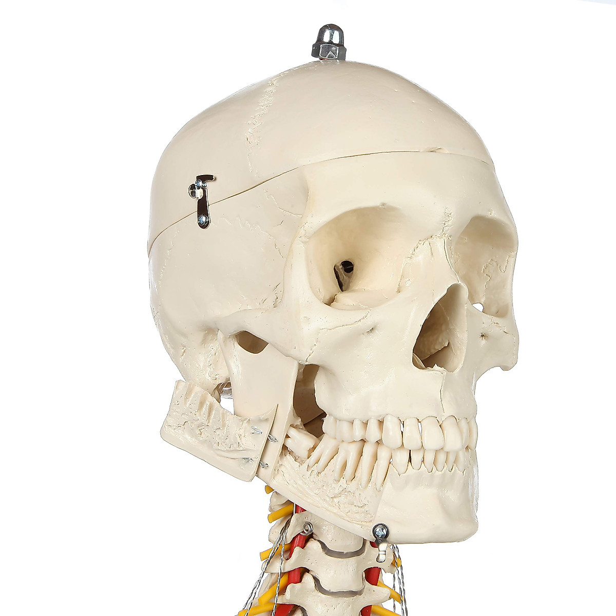 Rudiger Anatomie Physiological Skeleton with Flexible Spine, Spinal Cord, Vertebral Arteries, Mounted Herniated Disc and Sectioned Sacrum, Includes Display Stand with Casters, Dust Cover, and Warranty