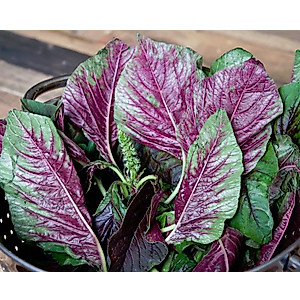 1000 Red Stripe Green Leaf Amaranth Seeds for Planting Chinese Spinach Heirloom Non GMO 2 Grams of Seeds Lu Hsien Garden Vegetable Bulk Survival Amaranthus