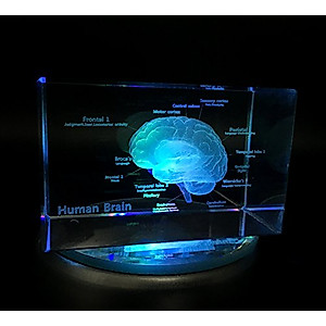 3D Human Brain Anatomical Model Paperweight(Laser Etched) in Crystal Glass Cube Science Gift (No Included LED Base)(3.1x2x2 inch)