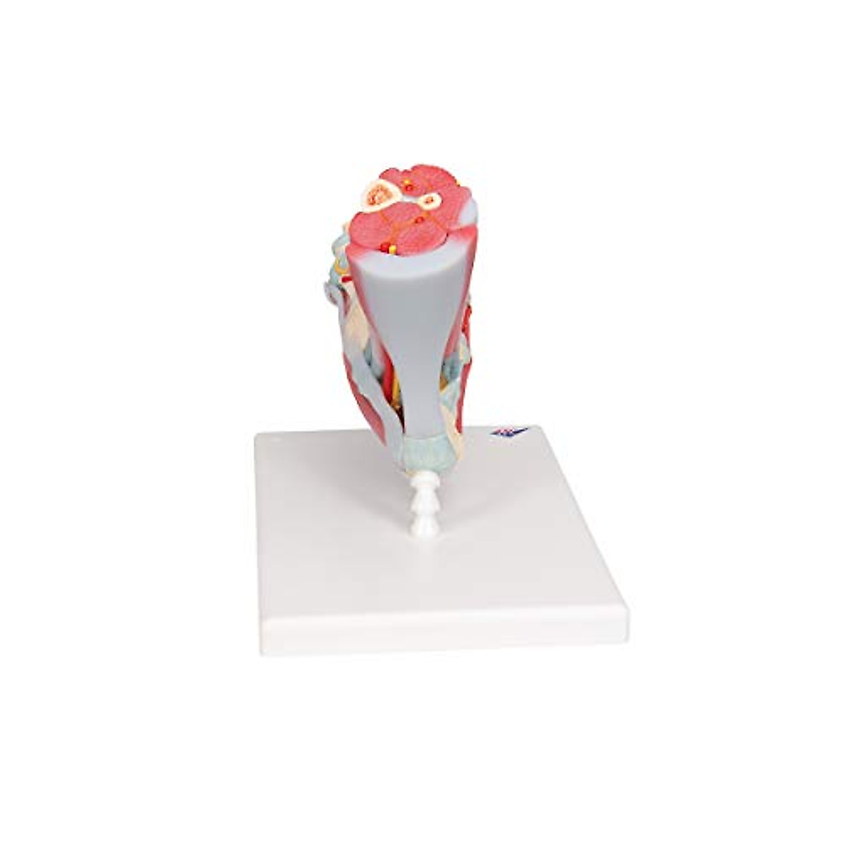 3B Scientific M34/1 Foot Skeleton w/ Ligaments and Muscles - 3B Smart Anatomy