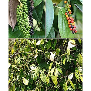 30+ Piper Nigrum Black Pepper Seeds Fragrant Herbs Spice Garden Plants Bonsai