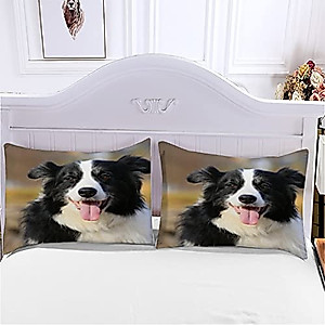 Quilt Cover Twin Size Border Collie 3D Bedding Sets Collie, Dog Duvet Cover Breathable Hypoallergenic Stain Wrinkle Resistant Microfiber with Zipper Closure,beding Set with 2 Pillowcase