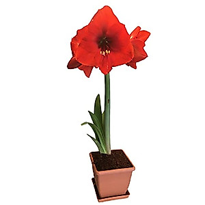 Red Lion Amaryllis Kit - Great Gift - Large Bulb, Pot and Potting Medium