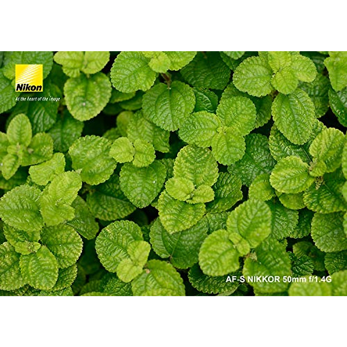 Nikon AF-S FX NIKKOR 50mm f/1.4G Lens with Auto Focus for Nikon DSLR Cameras