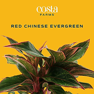 Costa Farms Chinese Evergreen, Easy to Grow Live Indoor Plant Aglaonema, Houseplant Potted in Indoors Garden Plant Pot, Potting Soil Mix, Gift for New Home, Office, Room or Home Décor, 1-2 Feet Tall