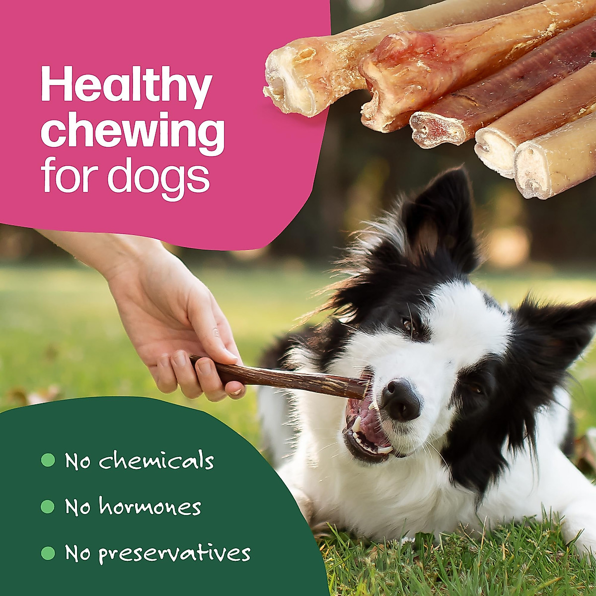 Willow&I Bully Sticks for Small Dogs & Medium - 6 Inch Bully Sticks for Dogs (6 Pack), Premium 100% Grass Fed Beef Pizzle Sticks for Dogs, Healthy Long Lasting Dog Chew Sticks All Natural Dog Treats