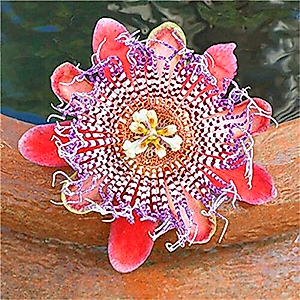 Seeds Of Strength 50pcs Passion Flower Seeds Garden Rare Passiflora Incarnata Potted Plants Seeds