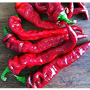 30+ Italian Jimmy Nardello's Sweet 12" Long Pepper Seeds, Heirloom Non-GMO, Prolific, Juicy, Delicious! from USA