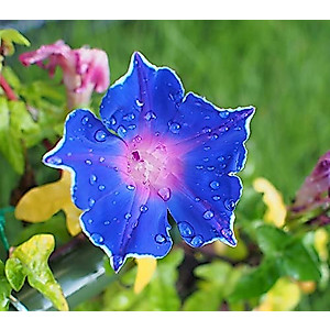 200+ Morning Glory Seeds for Planting, Mixed Color Ipomoea Nil Seeds Heirloom Vine, High Germination Rate Open Pollinated Seeds Wonderful Gardening Gifts