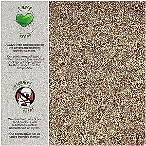 Seed Needs, Ground Cherry Tomatillo Seeds for Planting (Physalis pruinosa) Heirloom, Non-GMO & Untreated (2 Packs)