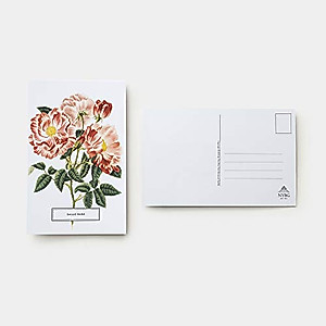 Roses: 100 Postcards from the Archives of The New York Botanical Garden