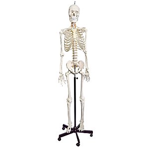 Human Skeleton Model, Natural Size & Color - Flexible Spine & Joints - Nerve Branches - Rod Mount with Rolling Base - Eisco Labs
