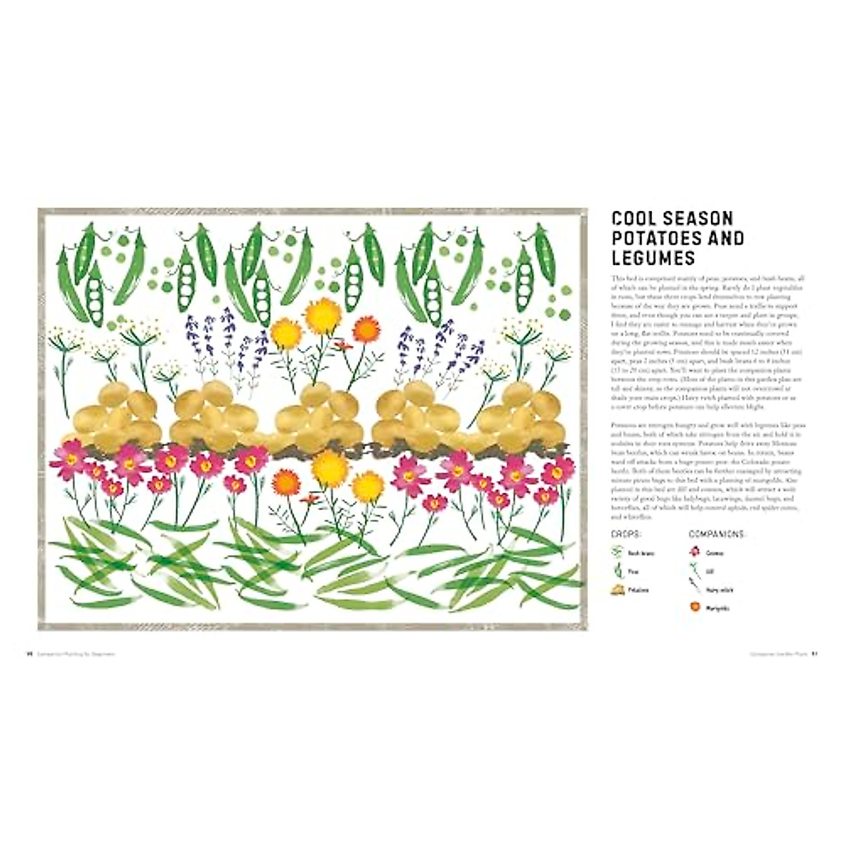 Companion Planting for Beginners: Pair Your Plants for a Bountiful, Chemical-Free Vegetable Garden