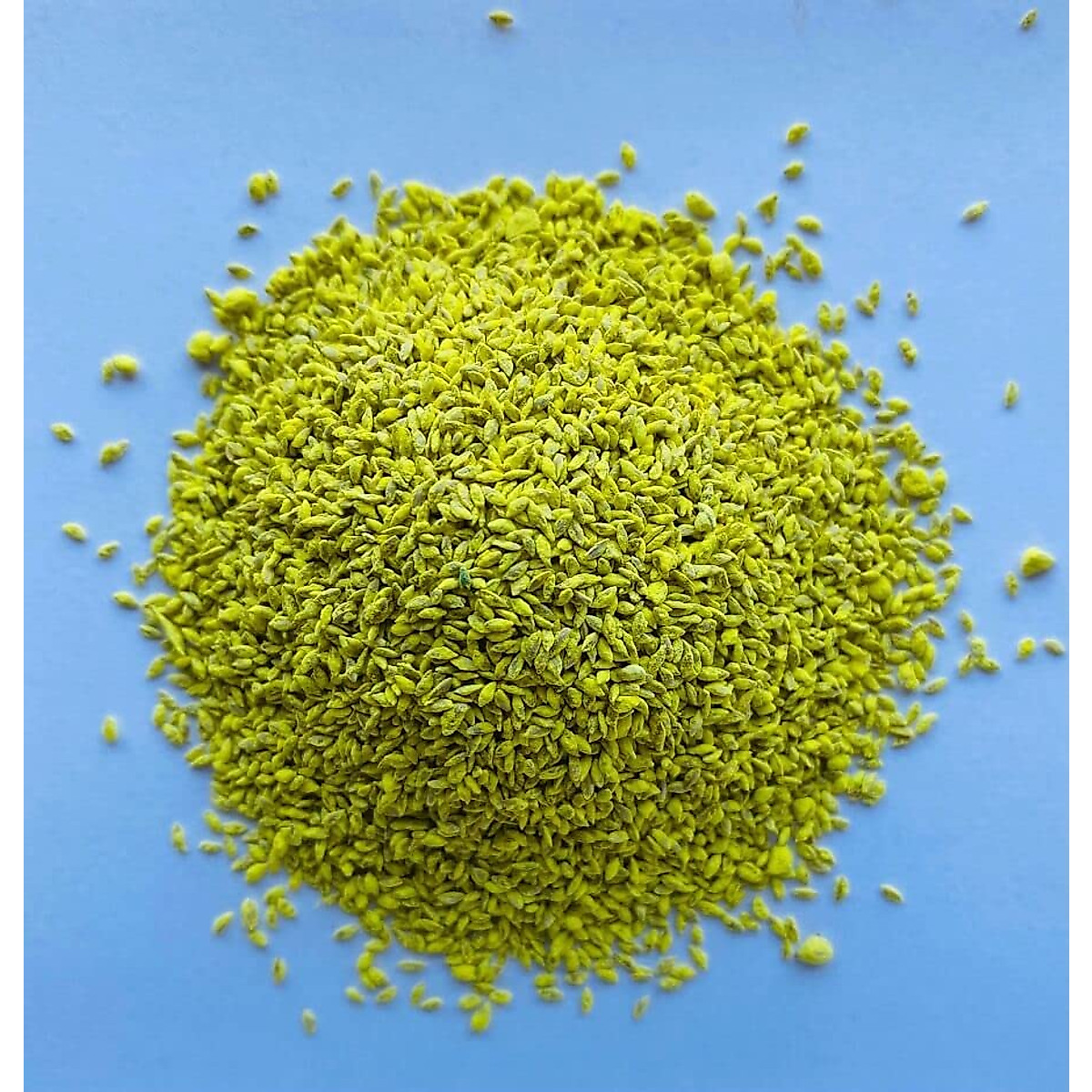 Monaco Bermuda Grass Seed (50 lbs.)