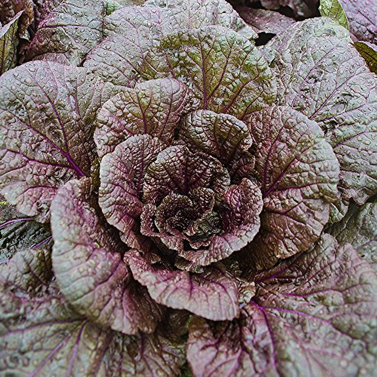 Burpee Giant Red Organic Mustard Seeds 1000 seeds