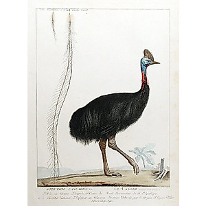 Struthio Casuarius/Le Casoar