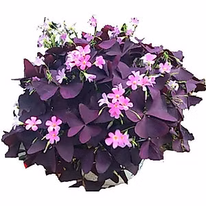 10 Pcs Purple Shamrock Bulbs Seeds Oxalis Triangularis Organic Bulbs Plants Seeds for Planting Home Garden Non-GMO