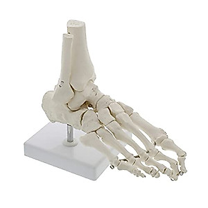 MonMed Medical Models Life Size Foot and Ankle Model – Anatomical Foot Model, Skeleton Bones, Human Skeleton Model
