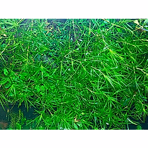 Najas Guppy Grass - Najas Guadalupensis Live Aquarium Freshwater Plants