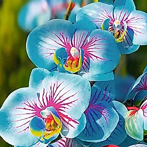 QAUZUY GARDEN Fresh Seeds 25 Blue & Pink Orchids Flowers Seeds Eye-catching Flower for Home Bonsai Garden Decor Easy to Grow Indoor & Outdoor