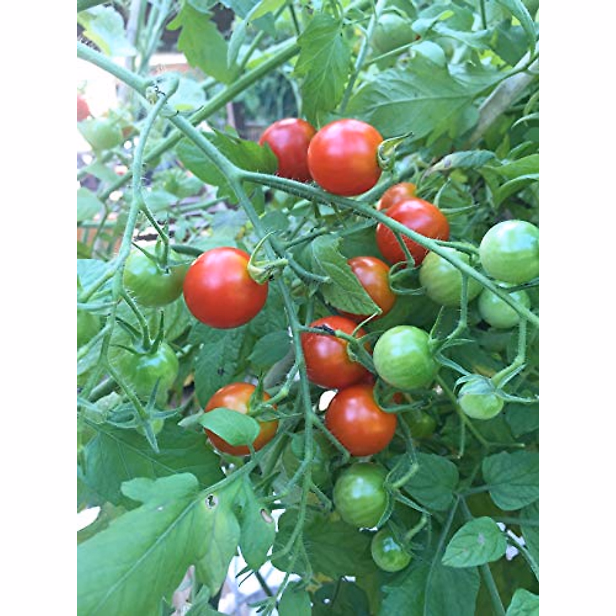 Dutch Bucket/Bato Bucket Siphon Elbows, Hydroponic, Black - 10 Pack