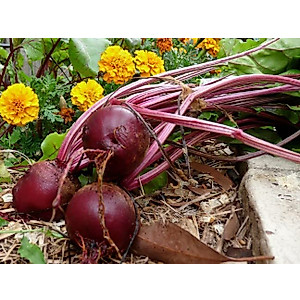 1200 Detroit Dark Red Beet Seeds for Planting 1 Ounce of Seeds Non GMO and Heirloom Survival Vegetable Garden Bulk Seeds