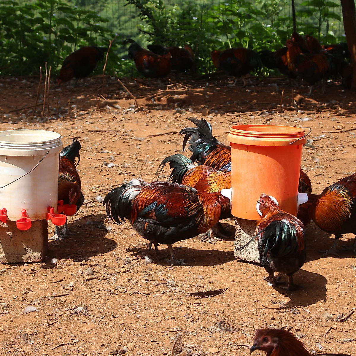 Chicken Feeder and Waterer Kit, 6 PCS Poultry Feeders No Waste and Chicken Water Cups for Buckets Barrels