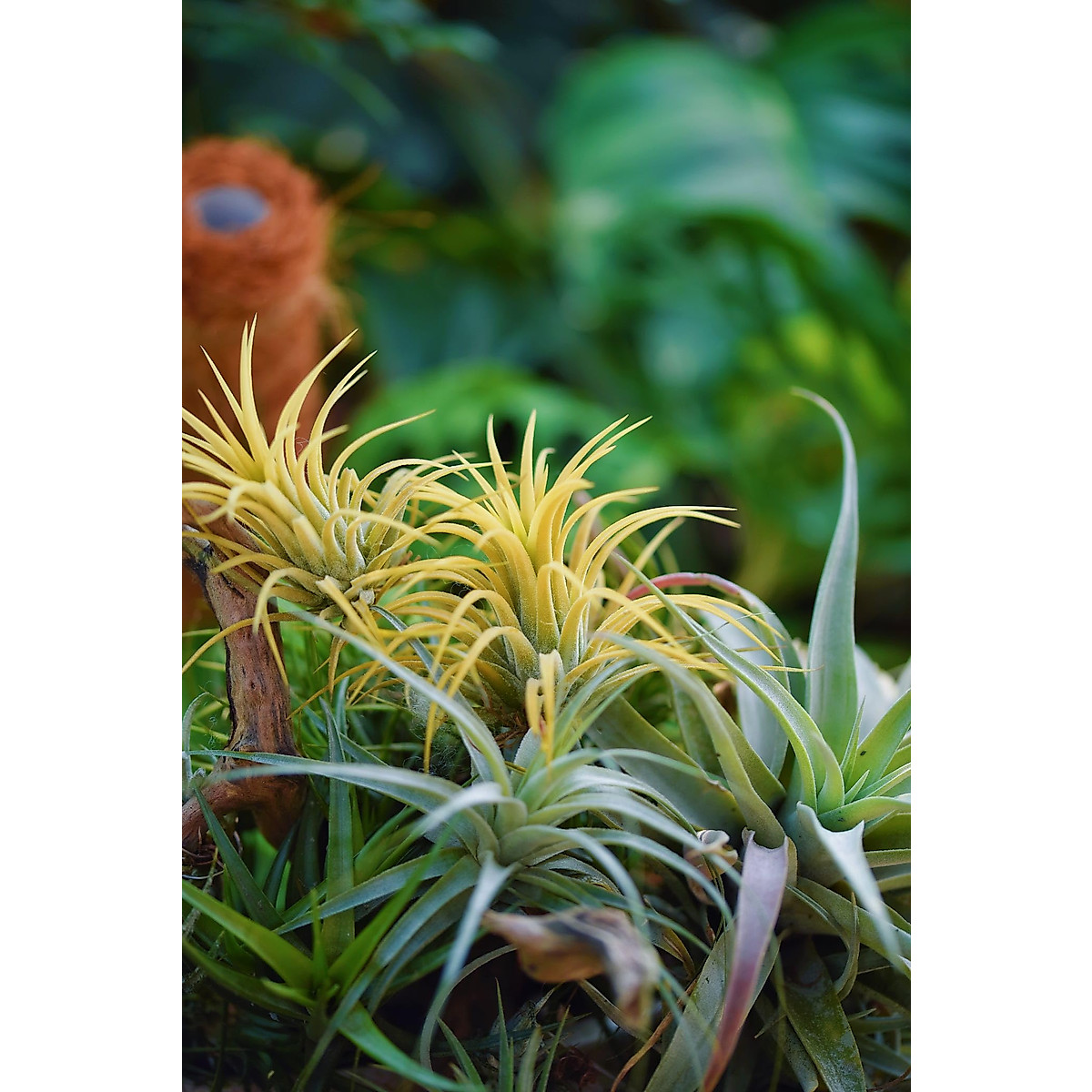 Air Plants Live - Home and Garden Decor - Live House Plants - Easy Care (6 pcs)