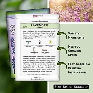 Sow Right Seeds - Lavender Seeds for Planting; Non-GMO Heirloom Seeds with Instructions to Plant and Grow a Beautiful Indoor or Outdoor herb Garden; Great Gardening Gift