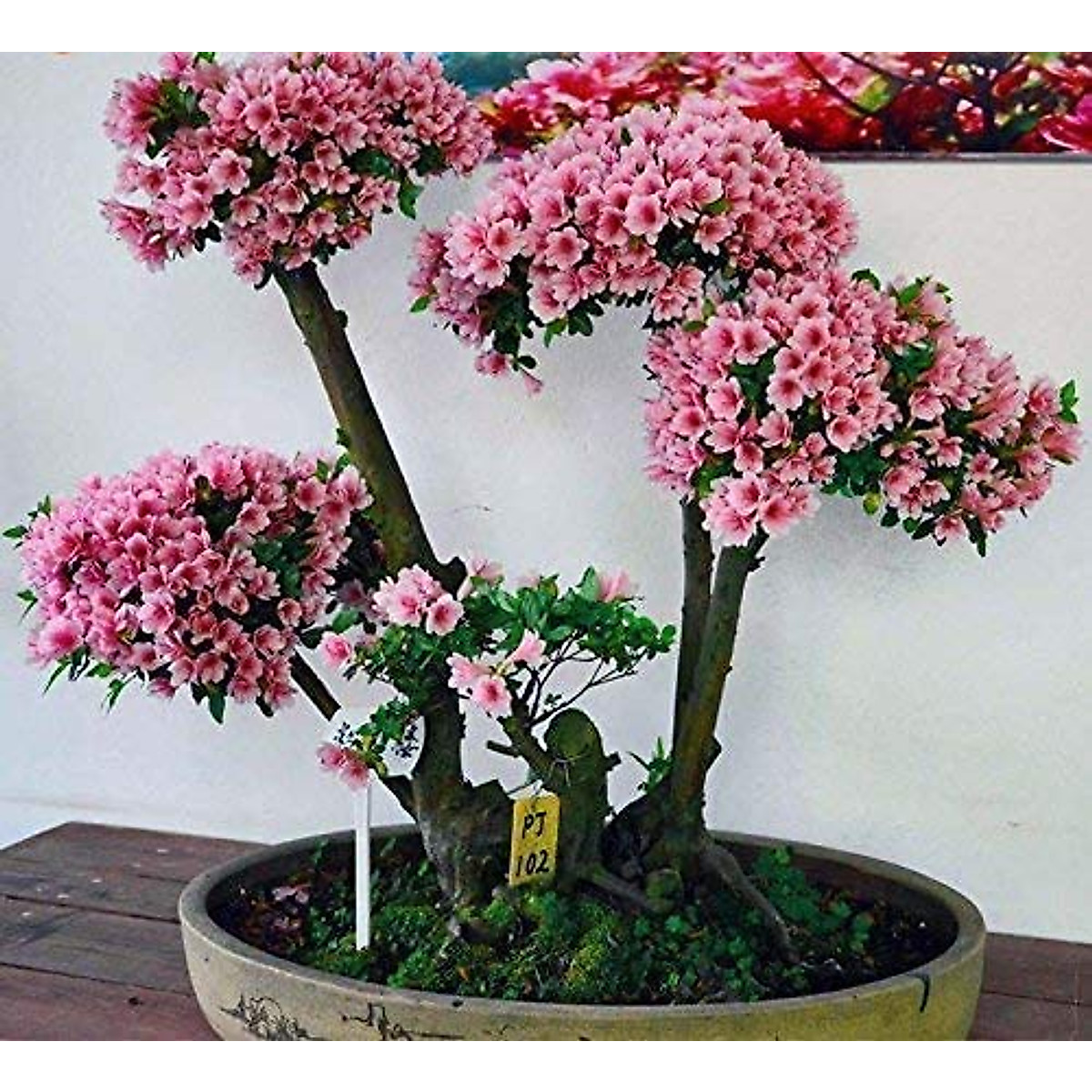 10 Japanese Cherry Blossom Bonsai Seeds - Flowering Sakura Bonsai Seeds