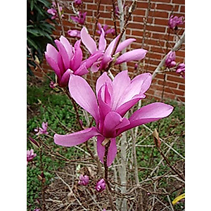 Jane Magnolia Tree - Live Plant/Shrub/Bush - 6-12" Tall Seedling - 2.5" Pot - Ships Potted