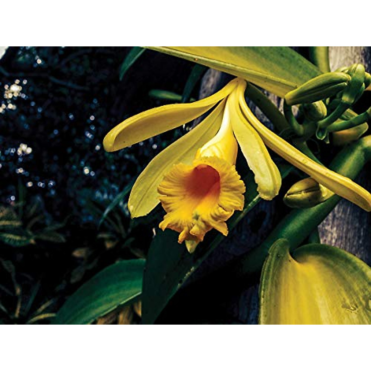 Vanilla Planifolia Orchid Cutting 2 Feet Tall Live in Pot Outdoors Planting Ornaments Perennial Garden Simple to Grow Pots Gifts