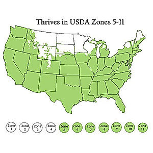 1 Gallon, Knock Out Rose Coral, with Gentle Green Foliage and Bold Coral Pink Blooms