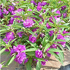 100+ Mixed Impatiens Balsamina Balsam Camelia Impatiens Seeds Double Flower Touch Me Not