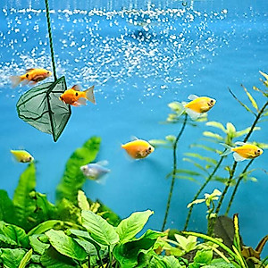 QXBXYHM 5 Pack Aquarium Fish Net, Multi-Size Fine Quick Fish Catch Nets Nylon Fishing Mesh Nets with Long Plastic Handle for Fish Tank - Green (3in, 4in, 5in, 6in, 6in)