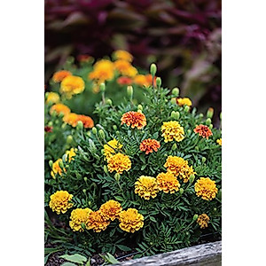 Burpee Strawberry Blonde Marigold Seeds 50 seeds