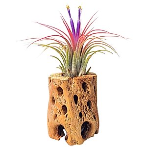 Cholla Wood Tillandsia Air Plant Planter by The Drunken Gnome (Airplant Included) (Cholla Wood)