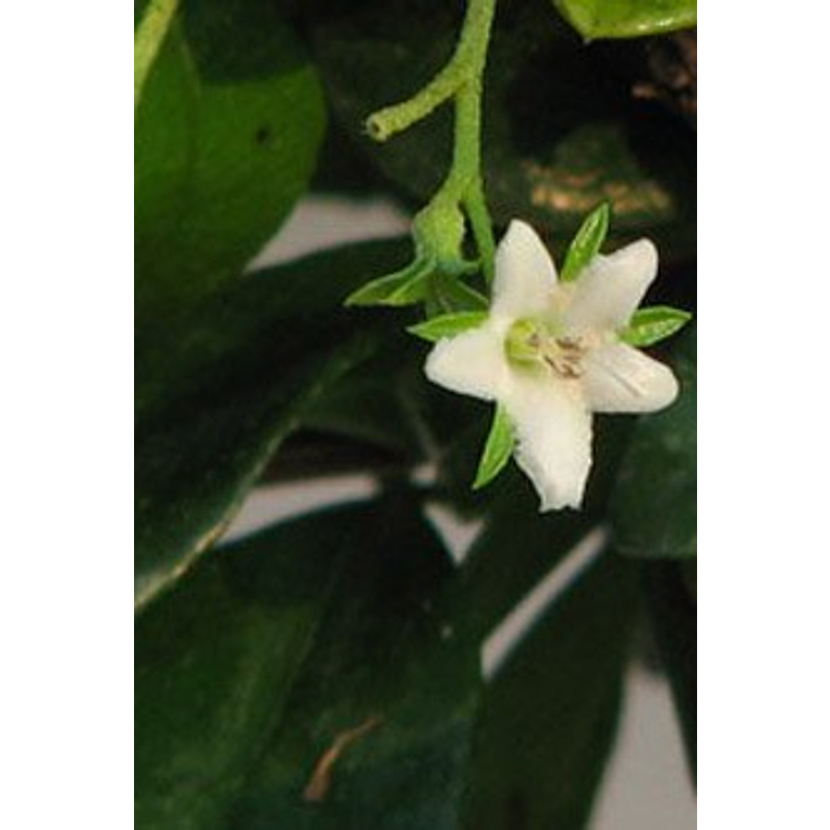 Bonsai Boy's Fukien Tea Flowering Bonsai Tree Curved Trunk - Large ehretia microphylla