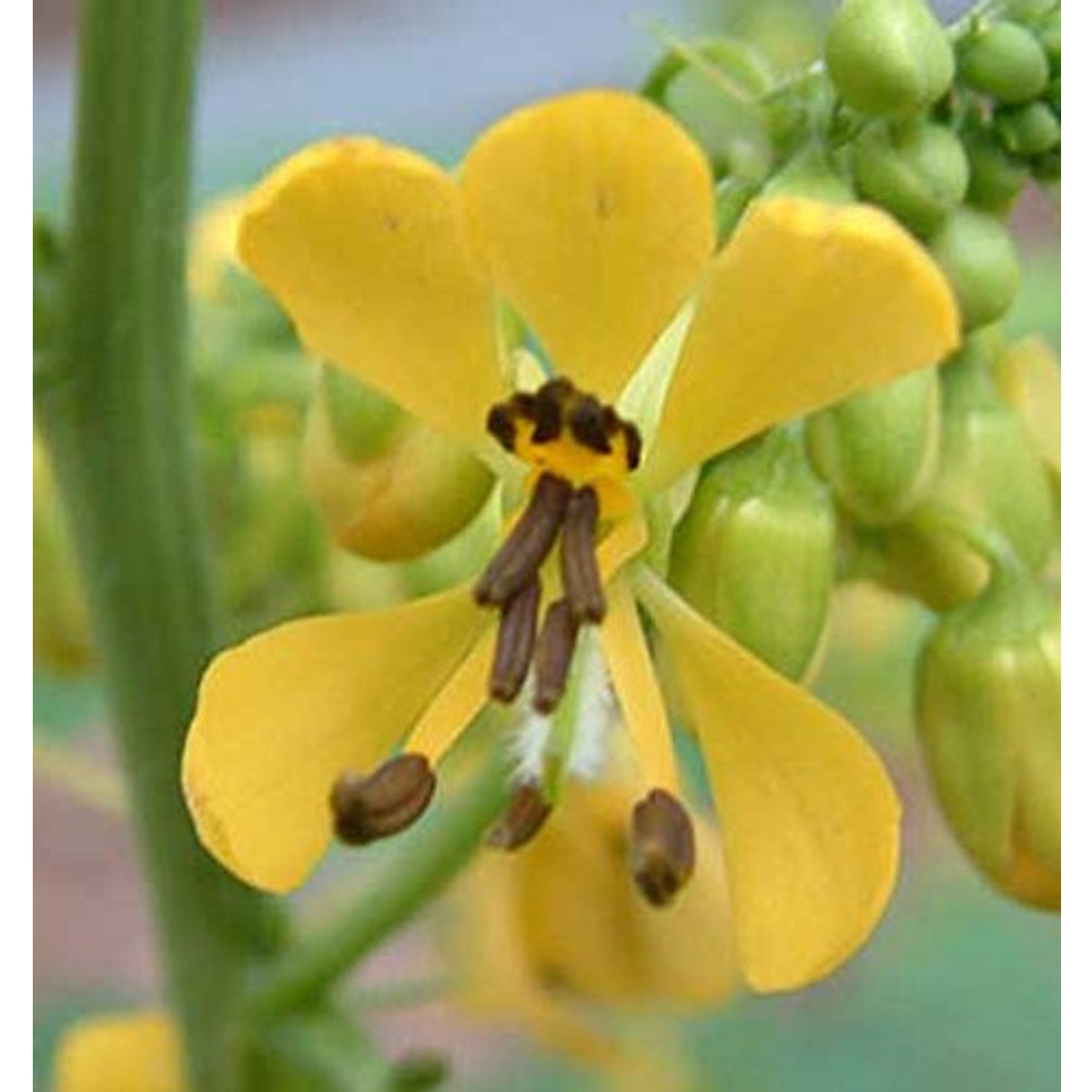 Senna hebecarpa | Wild Cassia | Wild American Senna | 100_Seeds