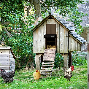 CODESFIR Automatic Chicken Coop Door Opener with Timer Remote Control Programmable Light Sensor, Battery Powered Auto Chicken Door with LCD Screen, Evening and Morning Delay, Aluminum Door