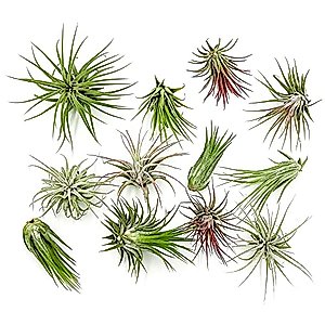 ragnaroc Air Plants - Tillandsia Ionantha Pack, Regular 1-3" - 12ct - Live Arrival Guaranteed - House Plants for Home Decor & Gift