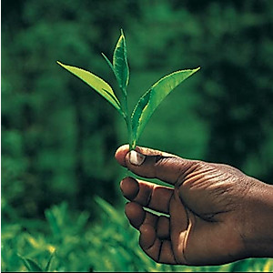 Palais des Thés - Organic Indian Detox Black Tea for Digestion with Turmeric, Holy Basil, and Lemon - 3.5oz Loose Leaf Metal Gift Tin