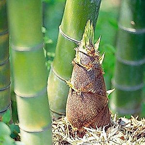 YEGAOL Garden Moso Bamboo Seeds 60Pcs Organic Non-GMO Evergreen Ornamental Fast Growing Tall Backyard Plant