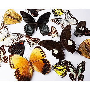 vinatimes Lot of 10 Real Assorted Butterfly Mounted Hawkmoth Sphingidae Moth Entomology Specimens Taxidermy Artwork Crafts UM01-XOE